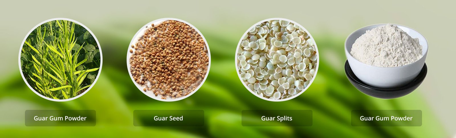 Guar Gum – Globix Overseas